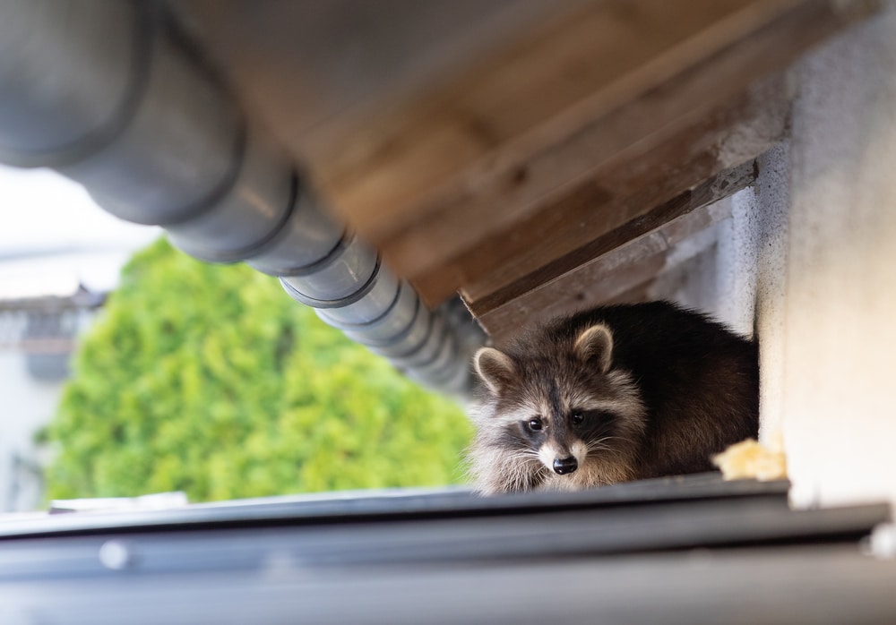 Critter Prevention Roofing Tips Atlanta | Christian Brothers Roofing